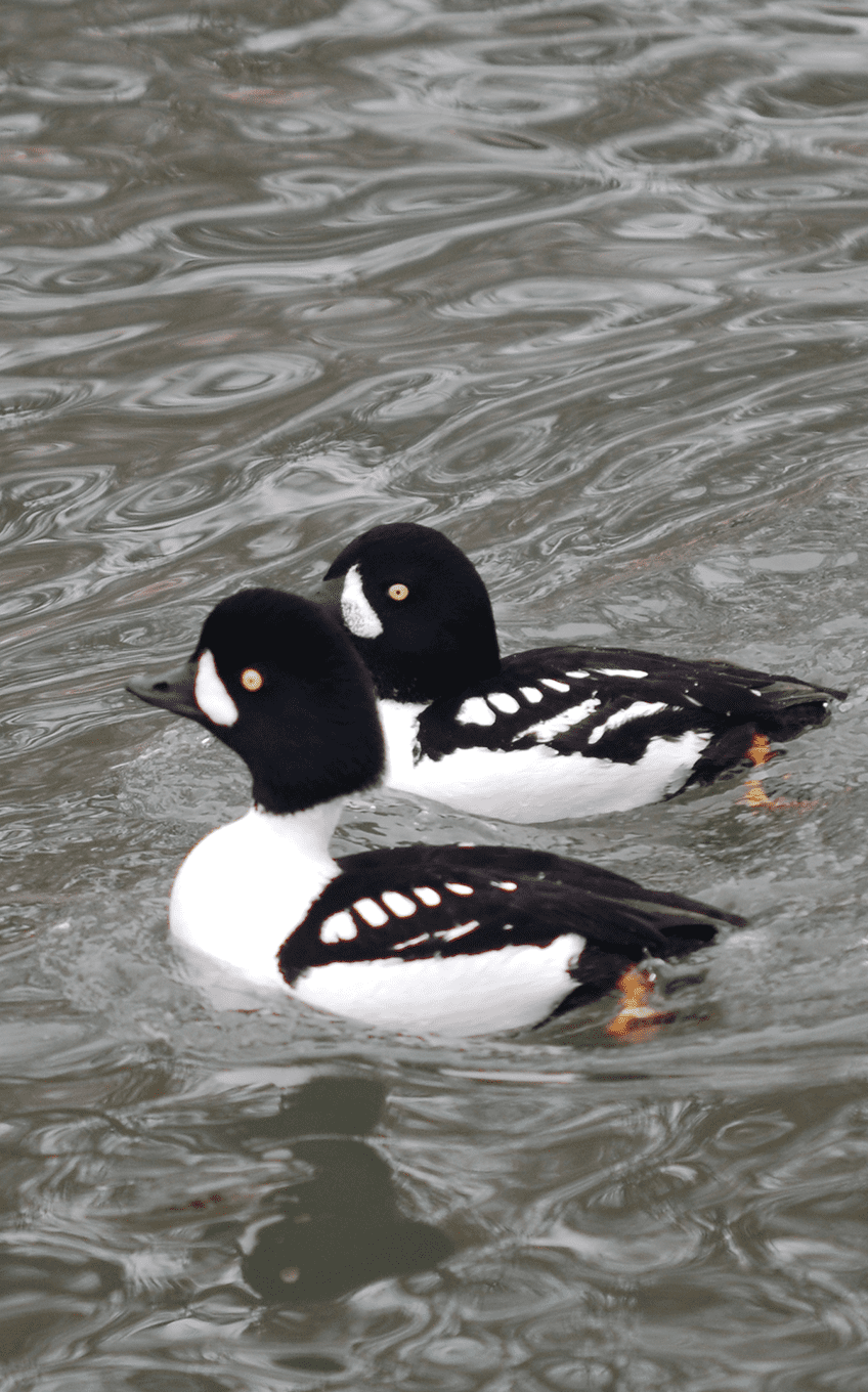 Barrow's Goldeneye | Lincoln Park Zoo