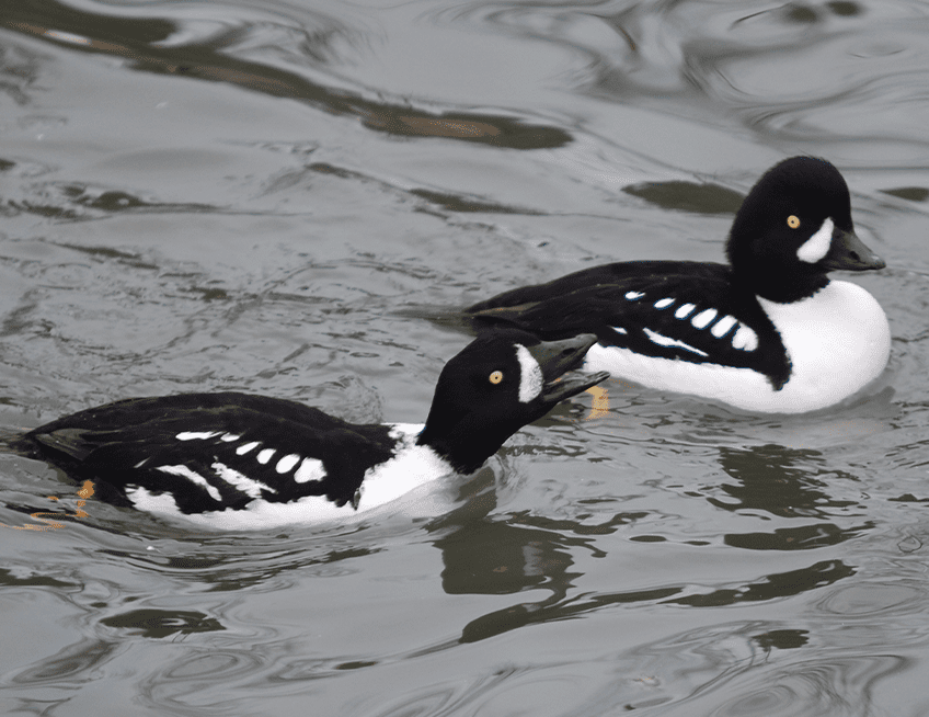 Barrow's Goldeneye | Lincoln Park Zoo