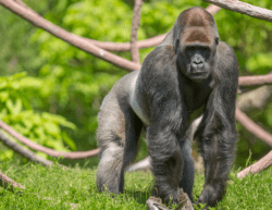 Western Lowland Gorilla | Lincoln Park Zoo