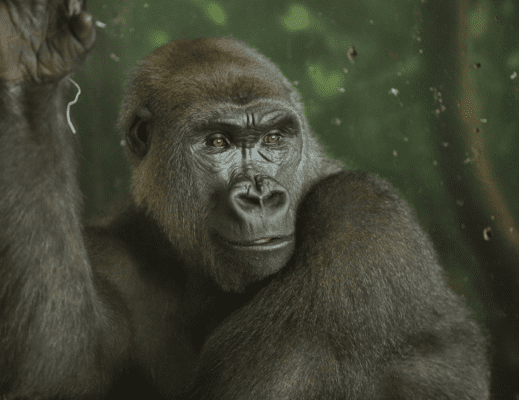 Western Lowland Gorilla | Lincoln Park Zoo