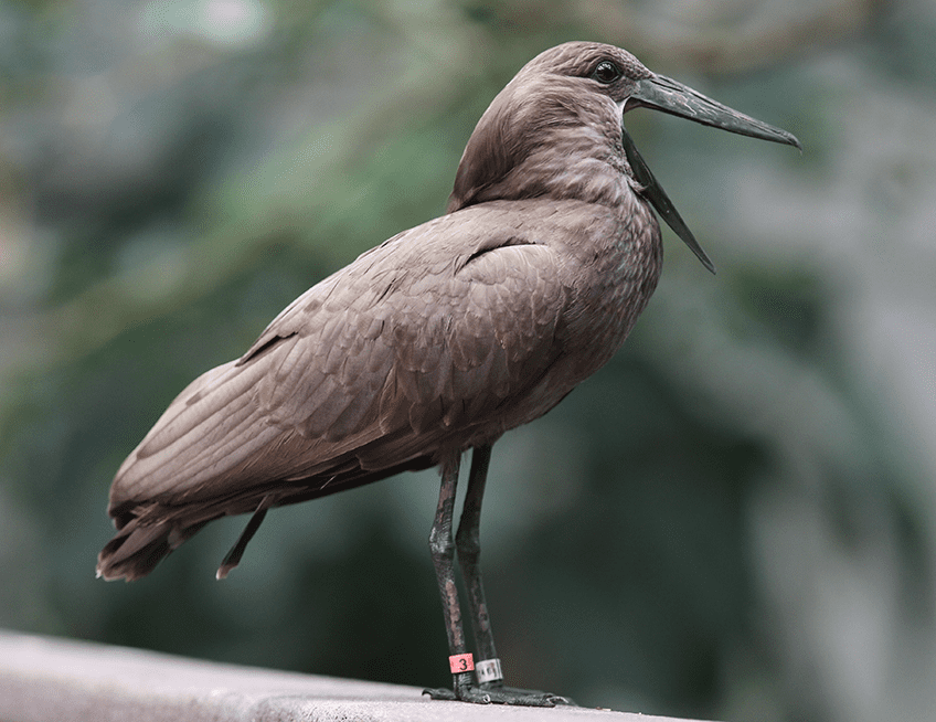 Hamerkop | Lincoln Park Zoo