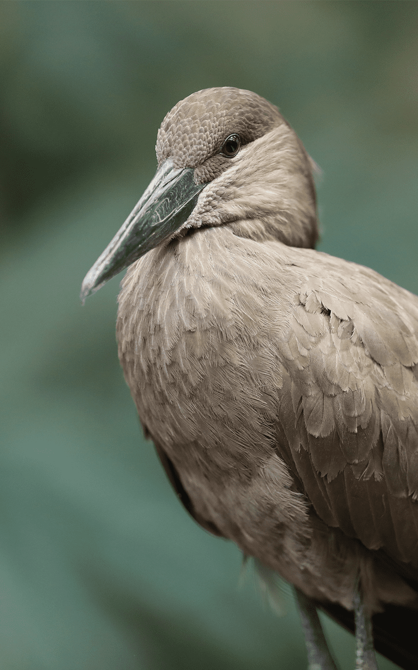Hamerkop | Lincoln Park Zoo