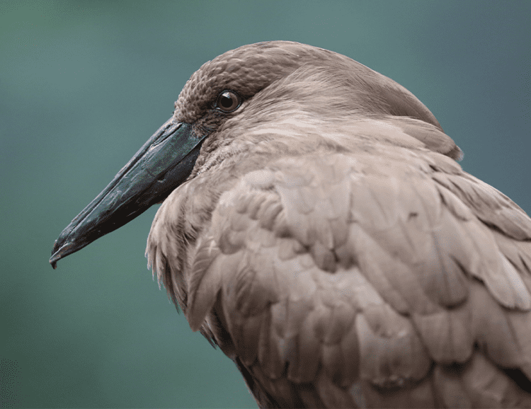 Hamerkop | Lincoln Park Zoo