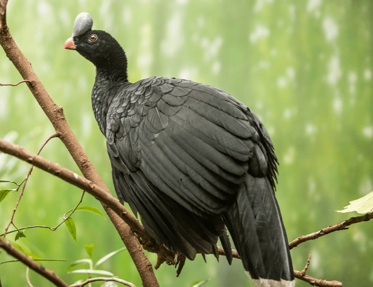 Helmeted Curassow | Lincoln Park Zoo