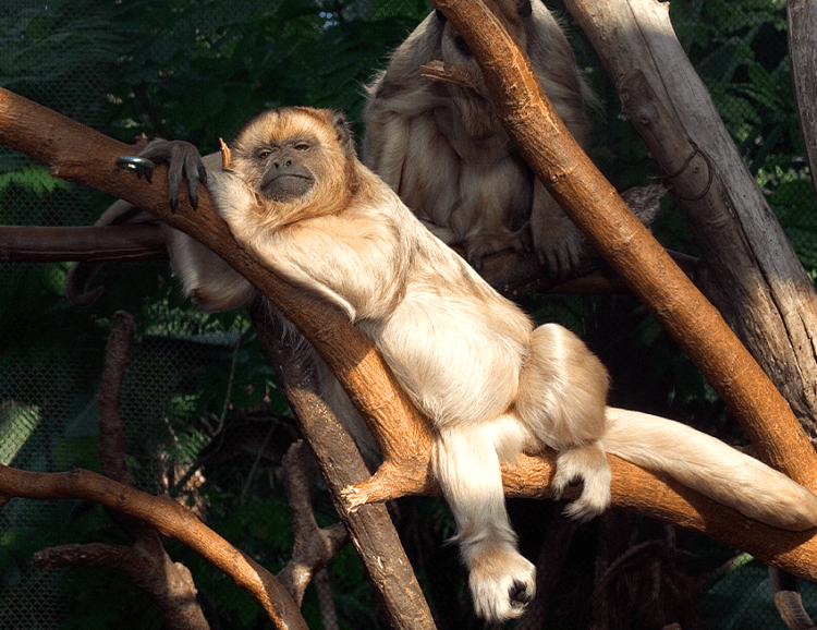 Southern Black Howler Monkey | Lincoln Park Zoo