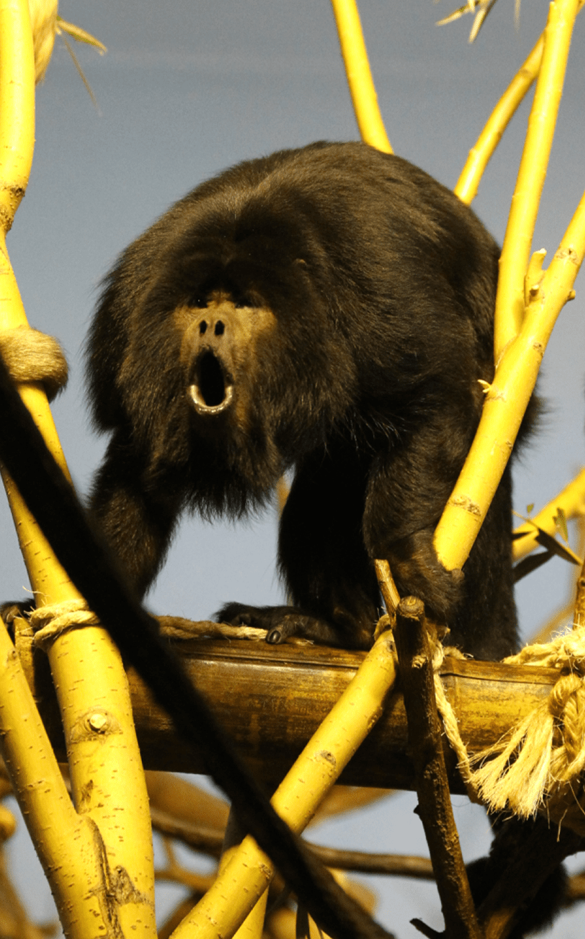 Southern Black Howler Monkey | Lincoln Park Zoo