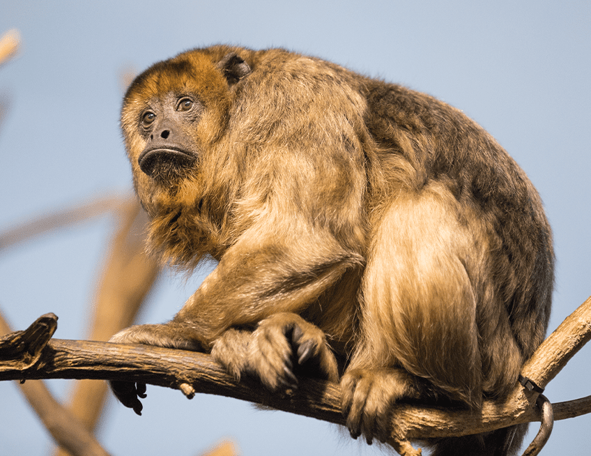 Southern Black Howler Monkey | Lincoln Park Zoo