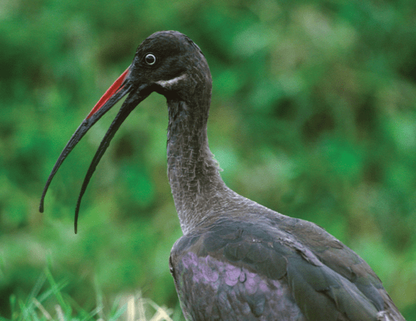 Hadada Ibis | Lincoln Park Zoo