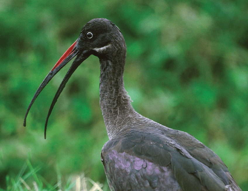 Hadada Ibis | Lincoln Park Zoo