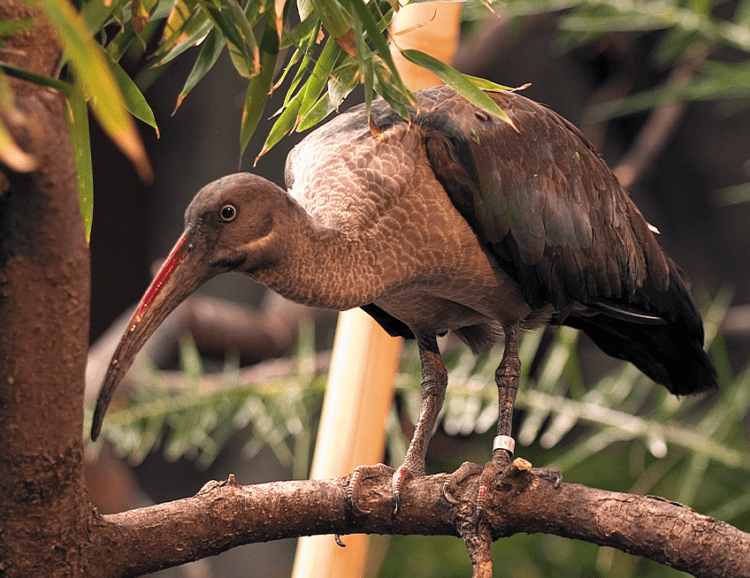 Hadada Ibis | Lincoln Park Zoo
