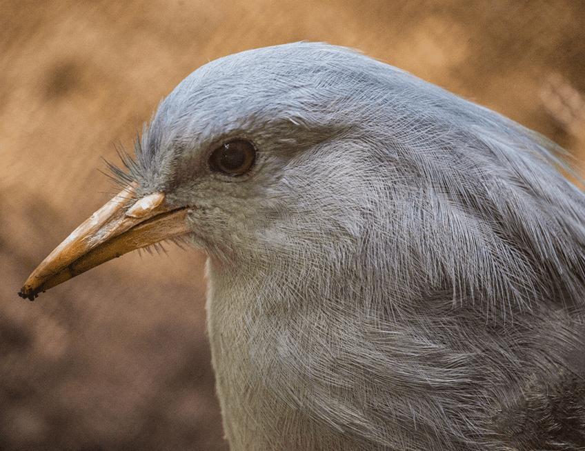 Kagu | Lincoln Park Zoo