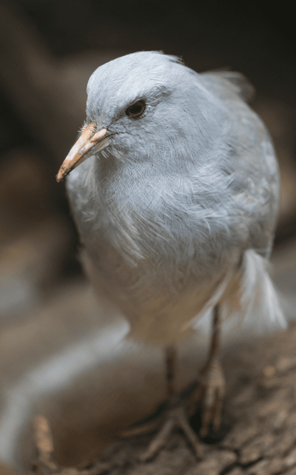 Kagu | Lincoln Park Zoo