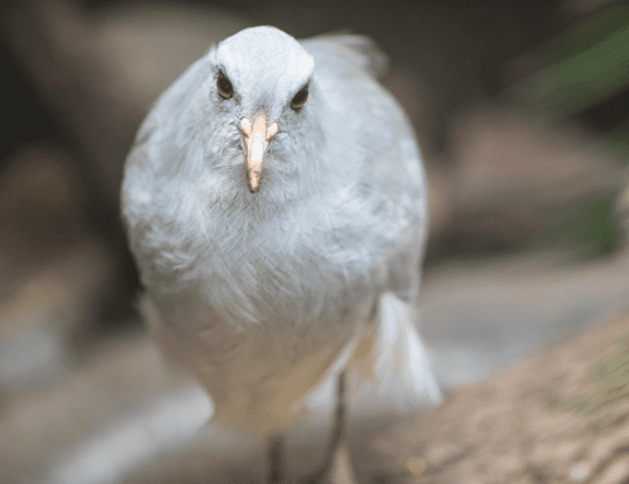 Kagu | Lincoln Park Zoo