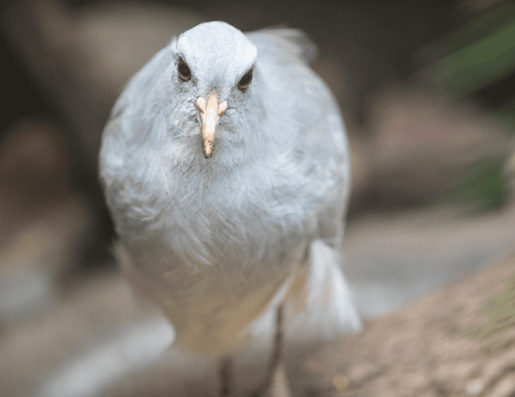 Kagu | Lincoln Park Zoo