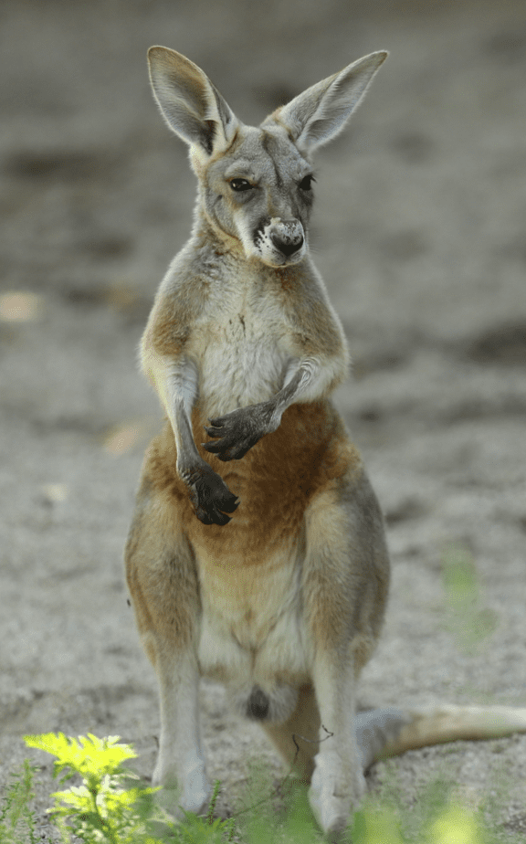 Red Kangaroo | Lincoln Park Zoo