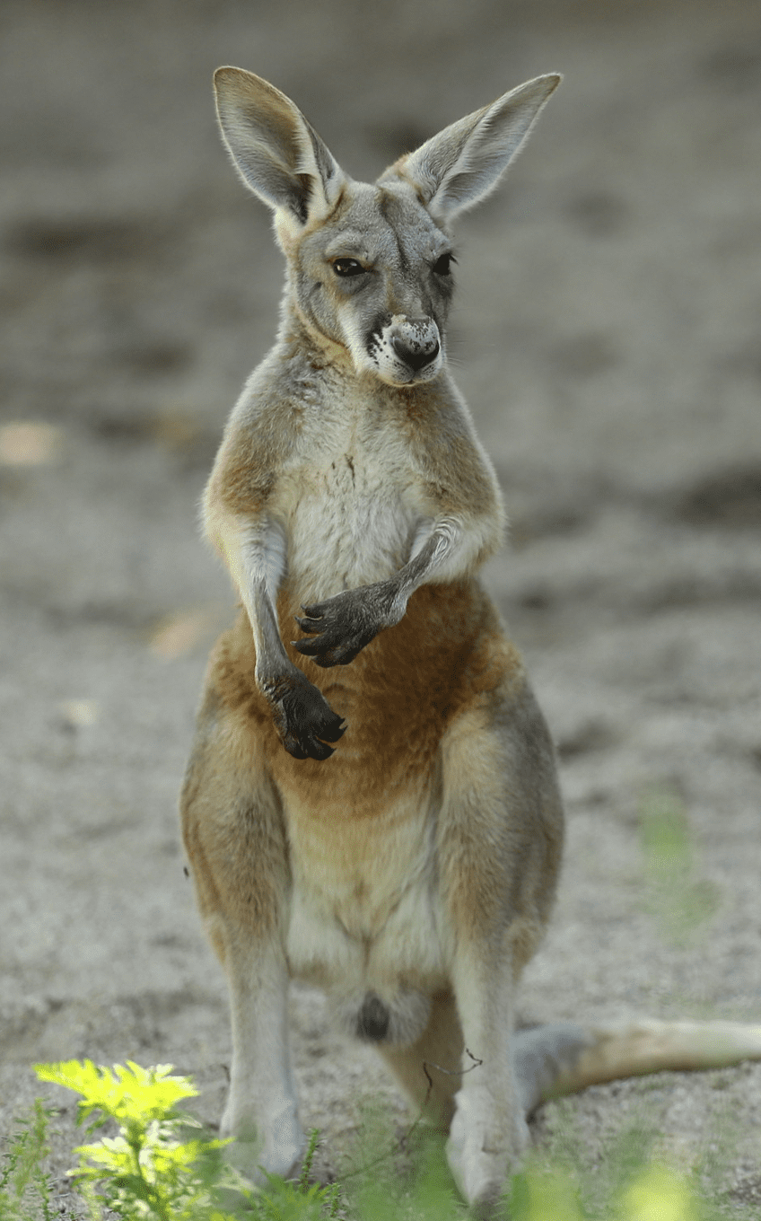 Red Kangaroo | Lincoln Park Zoo