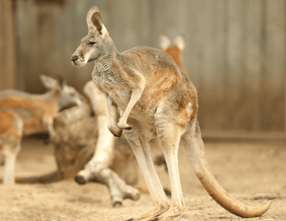 Red Kangaroo | Lincoln Park Zoo