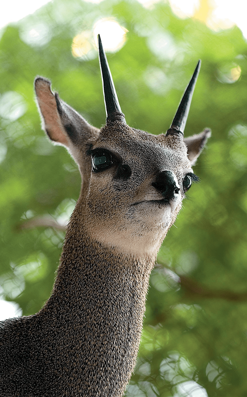 Klipspringer | Lincoln Park Zoo