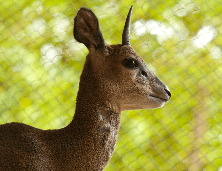 Klipspringer | Lincoln Park Zoo