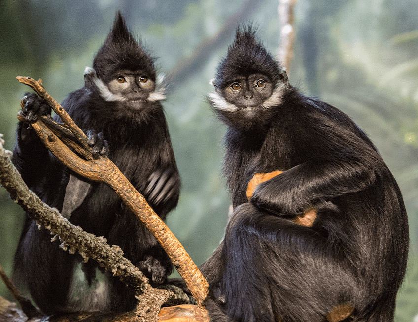 Francois' Langur | Lincoln Park Zoo
