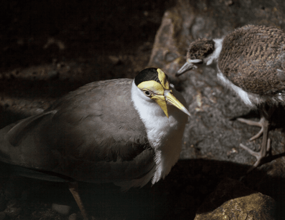 Masked Lapwing | Lincoln Park Zoo