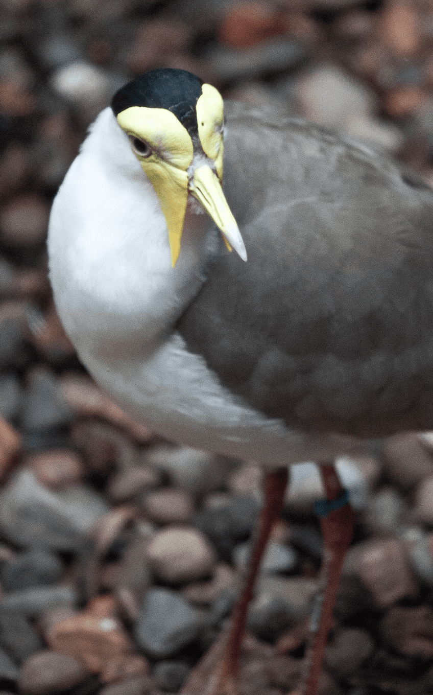 Masked Lapwing | Lincoln Park Zoo