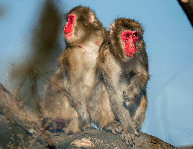 Japanese Macaque | Lincoln Park Zoo