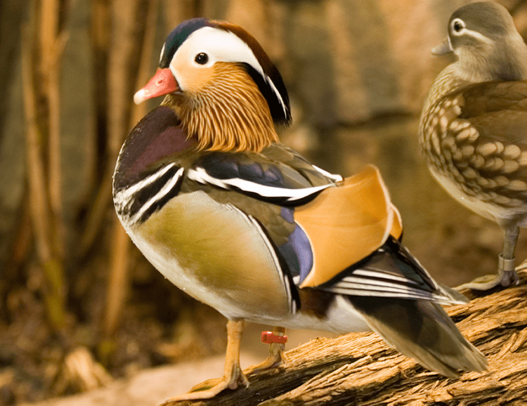 Mandarin Duck | Lincoln Park Zoo