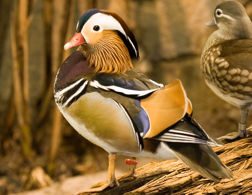Mandarin Duck | Lincoln Park Zoo