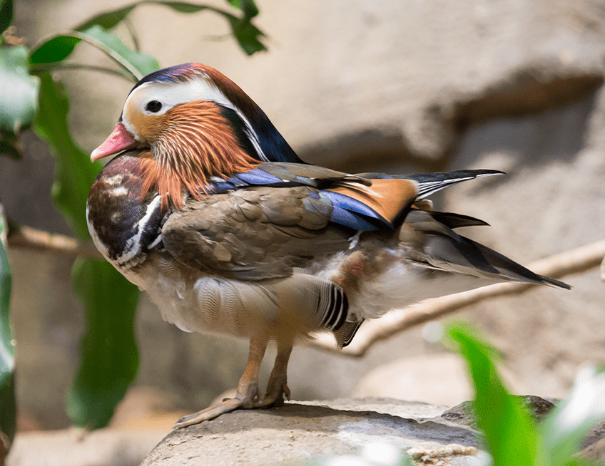 Mandarin Duck | Lincoln Park Zoo