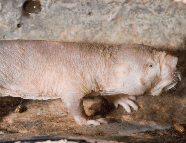 Naked Mole Rat | Lincoln Park Zoo