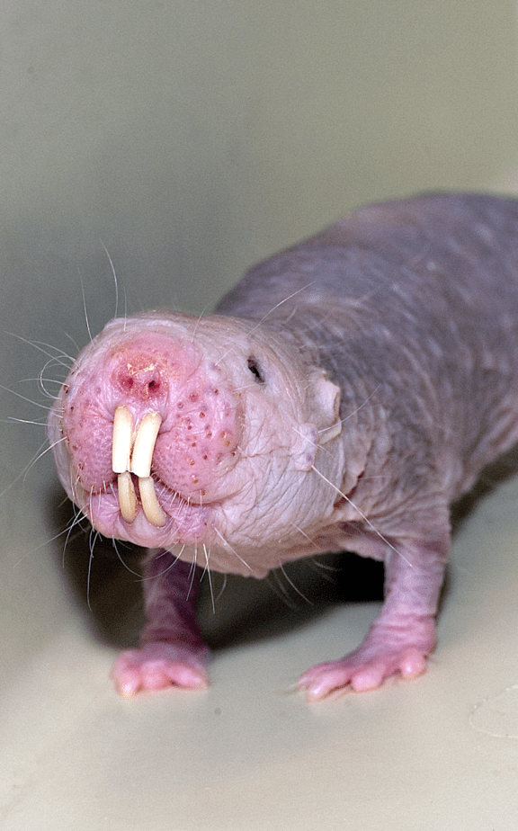 Naked Mole Rat | Lincoln Park Zoo