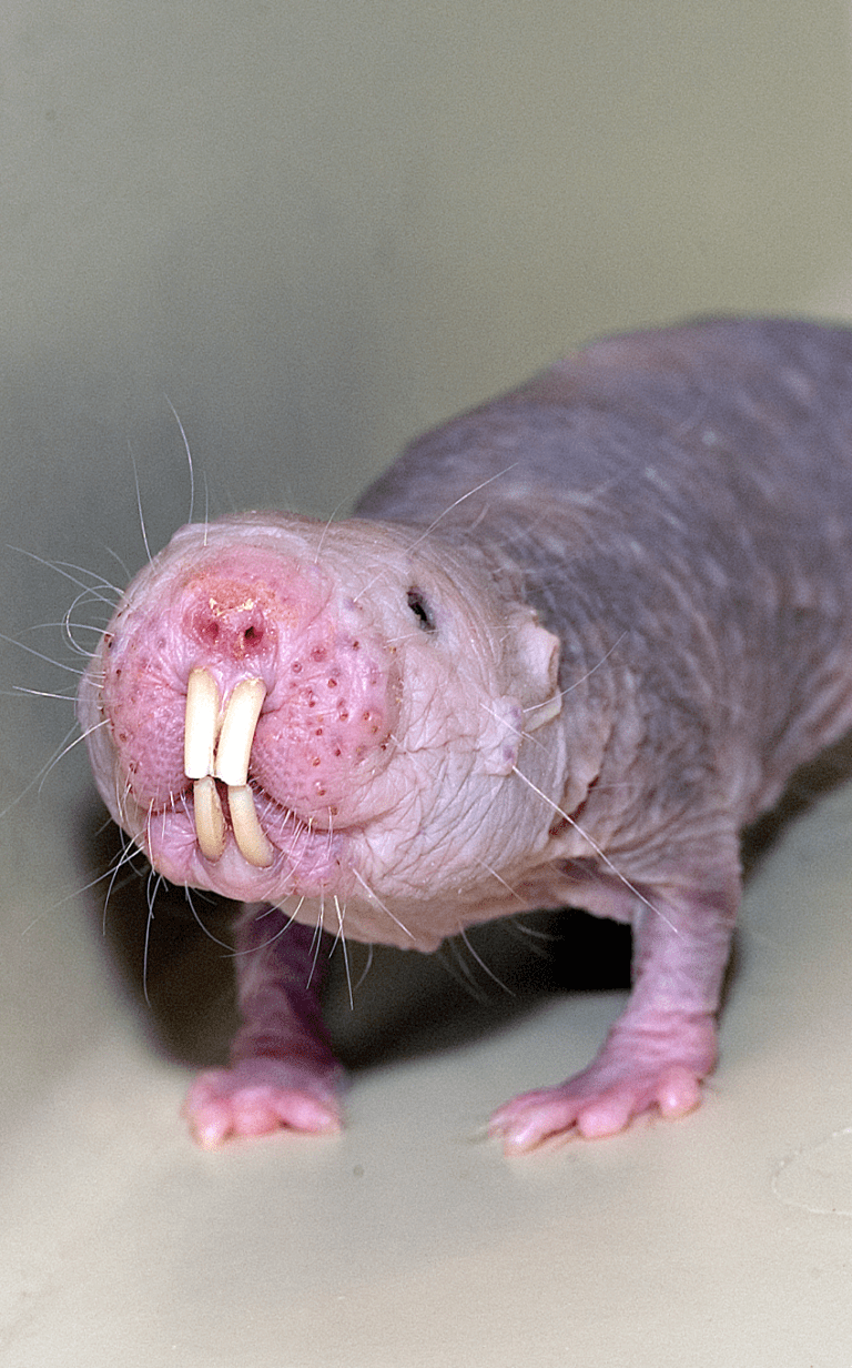 Naked Mole Rat | Lincoln Park Zoo