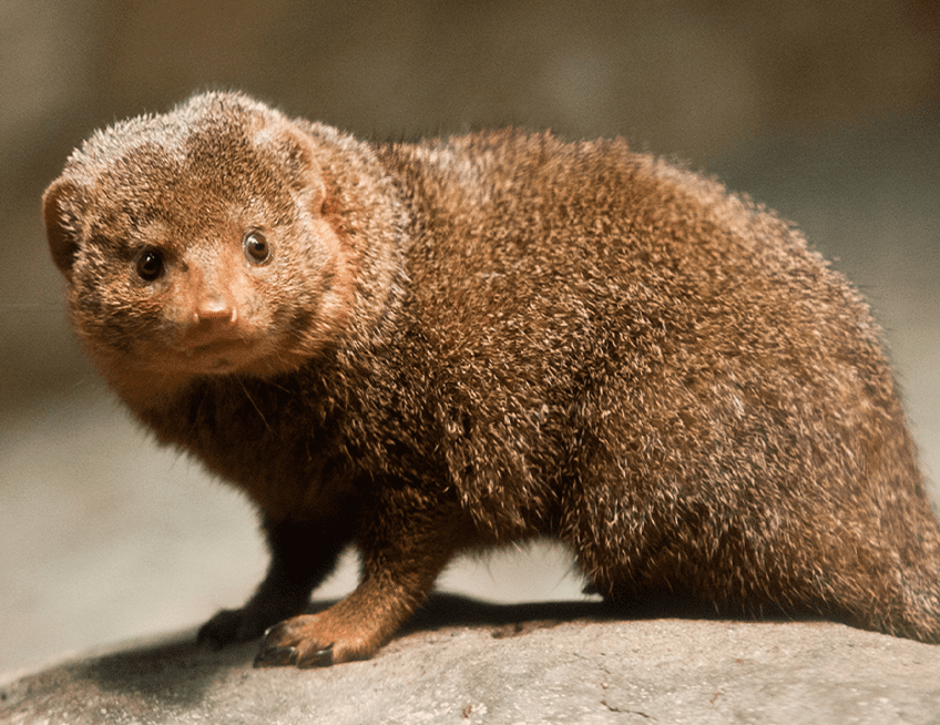 Dwarf Mongoose | Lincoln Park Zoo