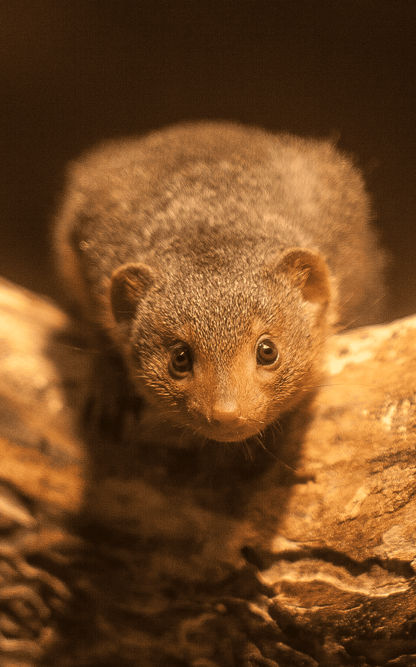 Dwarf Mongoose | Lincoln Park Zoo