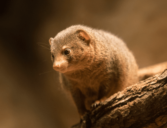 Dwarf Mongoose | Lincoln Park Zoo
