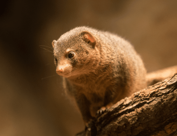 Dwarf Mongoose | Lincoln Park Zoo
