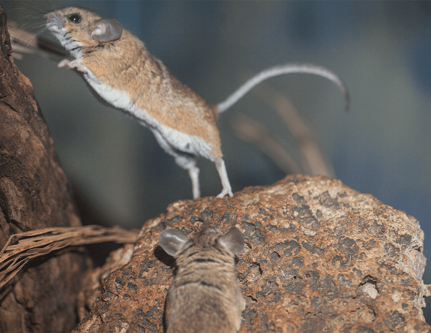 Cactus Mouse | Lincoln Park Zoo
