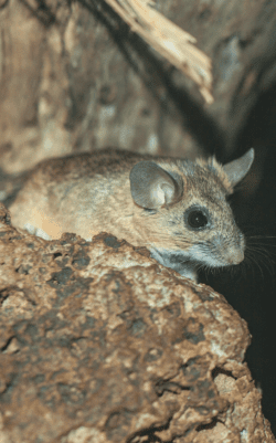 Cactus Mouse | Lincoln Park Zoo