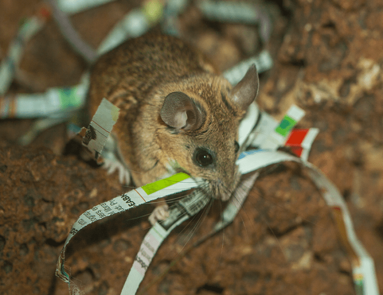 Cactus Mouse | Lincoln Park Zoo