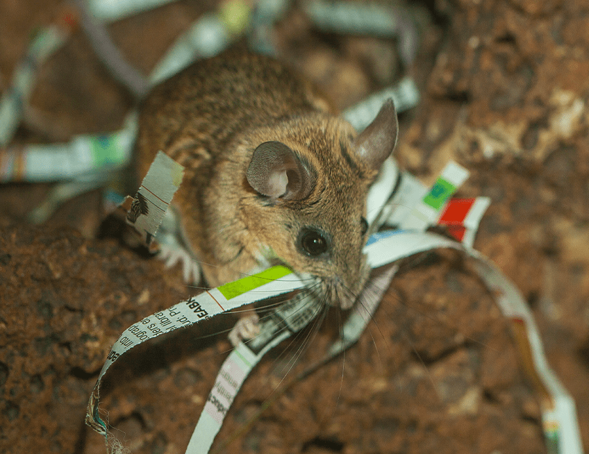 Cactus Mouse | Lincoln Park Zoo