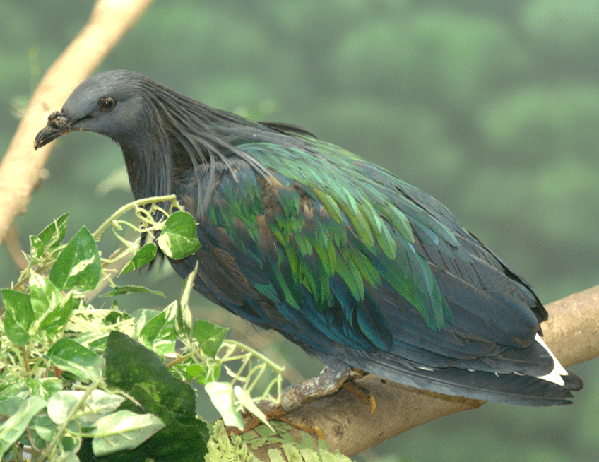 Nicobar Pigeon | Lincoln Park Zoo