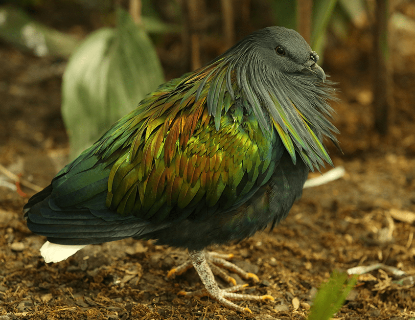 Nicobar Pigeon | Lincoln Park Zoo