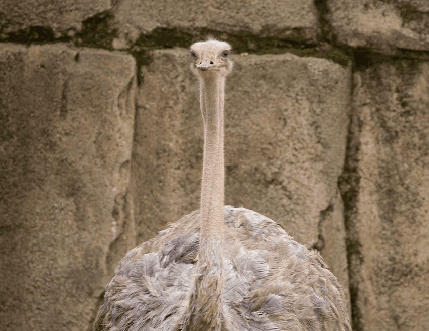 Ostrich | Lincoln Park Zoo