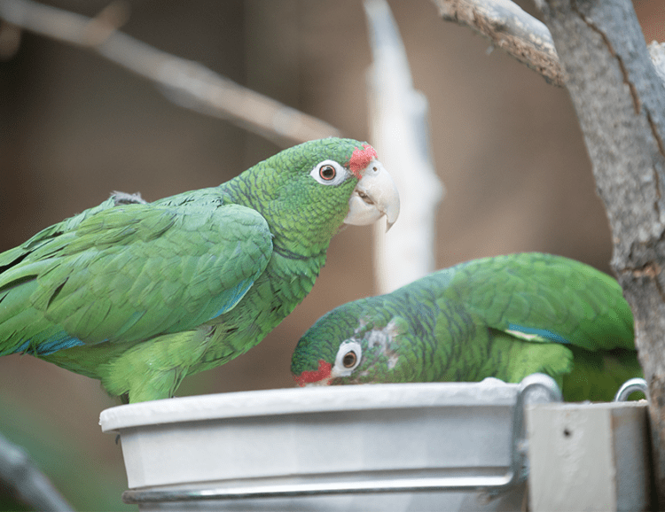 Puerto Rican Parrot | Lincoln Park Zoo