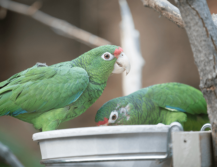 Puerto Rican Parrot | Lincoln Park Zoo