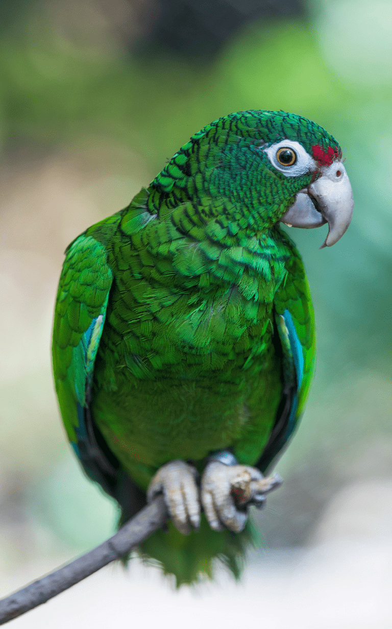 Puerto Rican Parrot | Lincoln Park Zoo