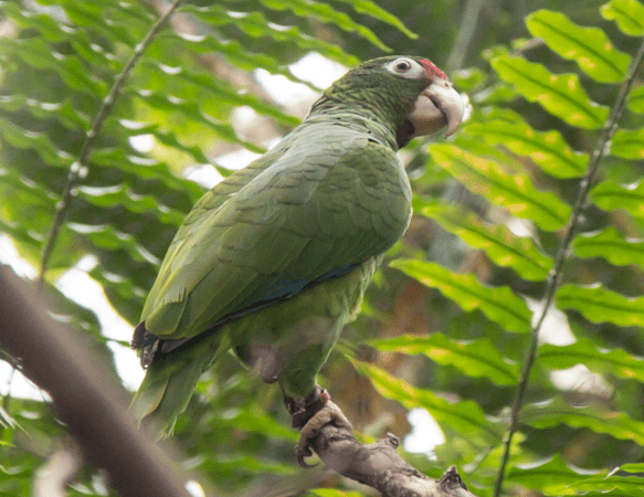 Puerto Rican Parrot | Lincoln Park Zoo