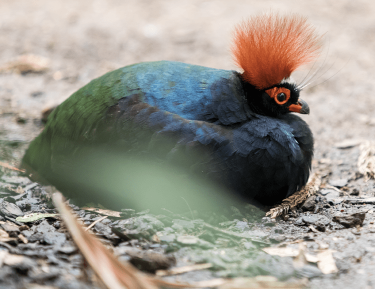 Crested Wood-partridge | Lincoln Park Zoo