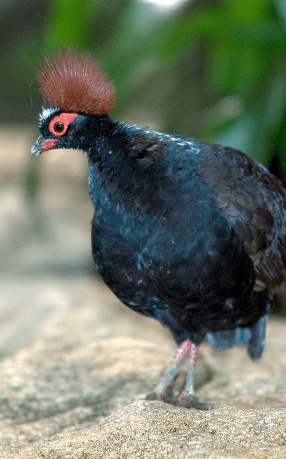 Crested Wood-partridge | Lincoln Park Zoo